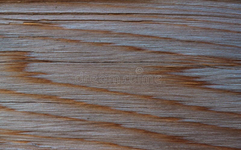 Natural Light Driftwood Pine Tree Texture W/ Cracks, Pitting, & Erosion ...
