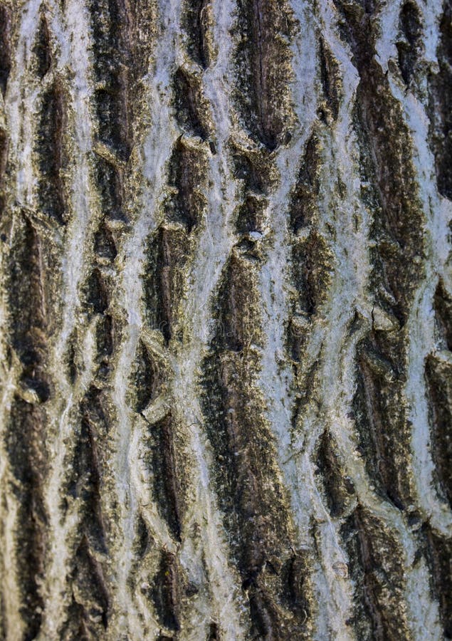 Rustic Natural Real Tree Bark Outdoors. Vertical Photo Stock Photo ...