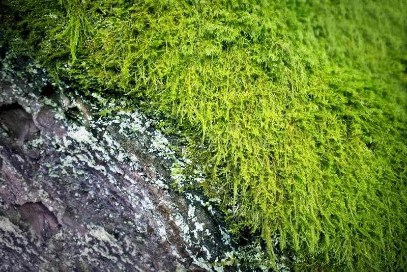 Rustic Old Bark & Green Moss Stock Photo - Image of damp, outdoors ...
