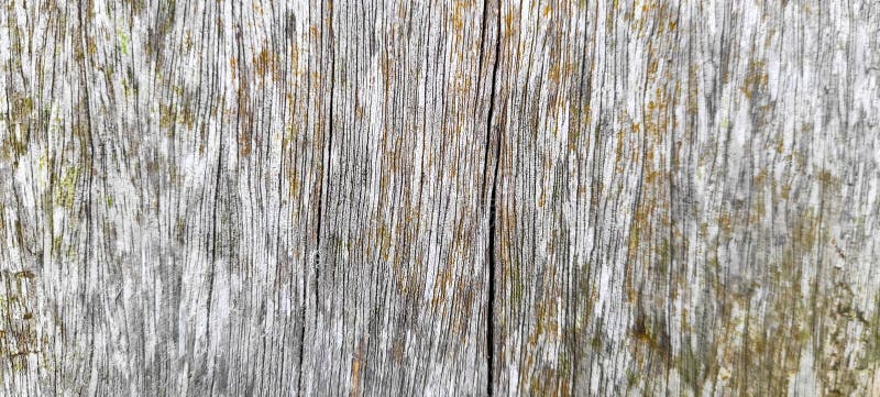 Rustic Old Wooden Log with Texture, Shadow Stock Image - Image of ...