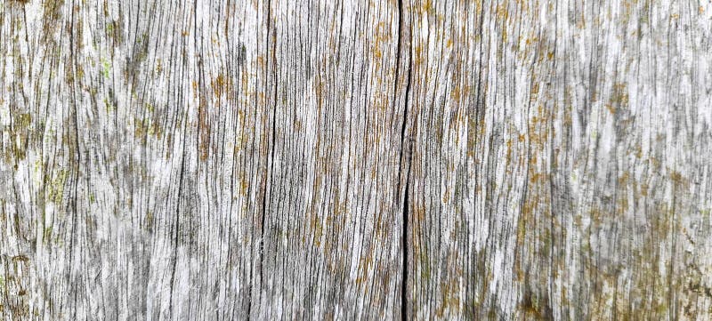 Rustic Old Wooden Log with Texture, Shadow Stock Image - Image of ...