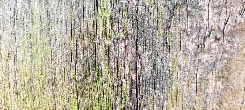 Rustic Old Wooden Log with Texture, Shadow Stock Image - Image of grain ...