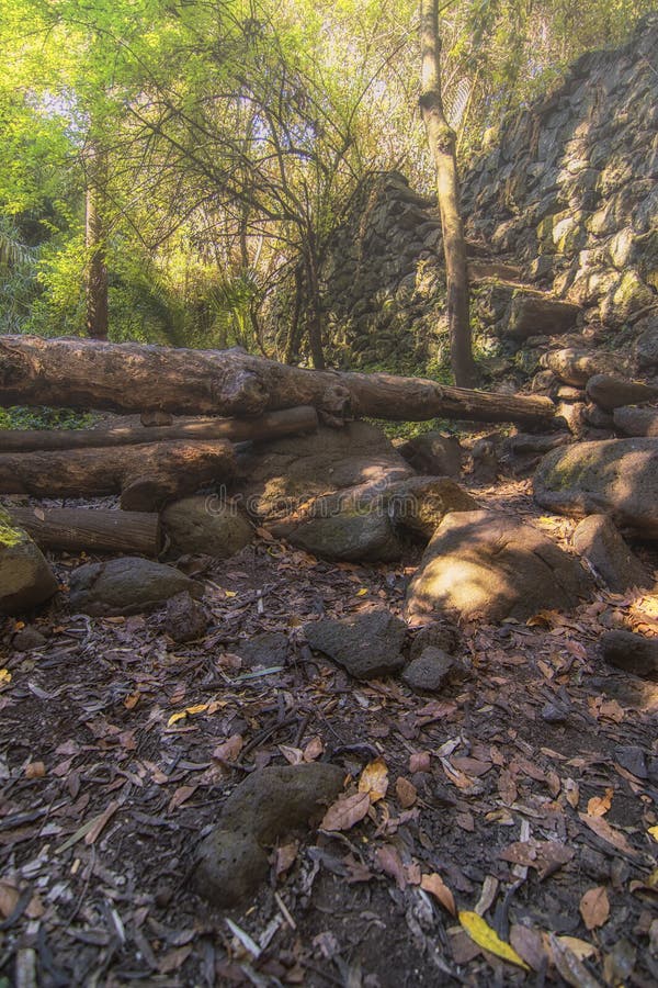 Rustic Path in the Heart of the Forest Stock Image - Image of blue ...