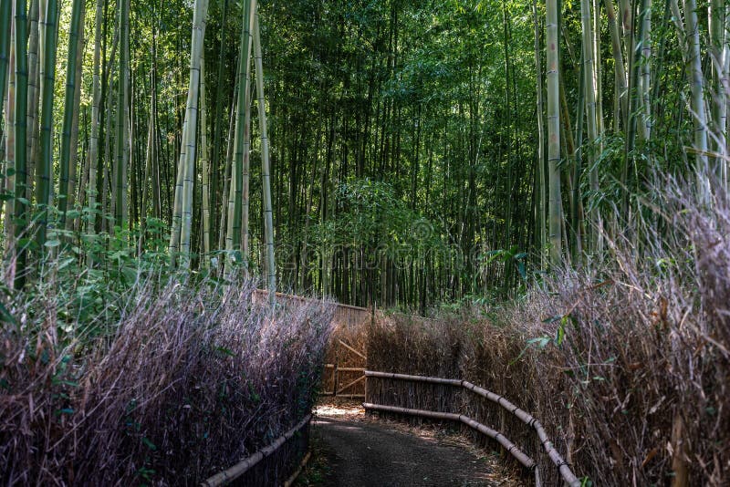 Rustic Path Passing through the Arashiyama Bamboo Forest in Kyoto ...
