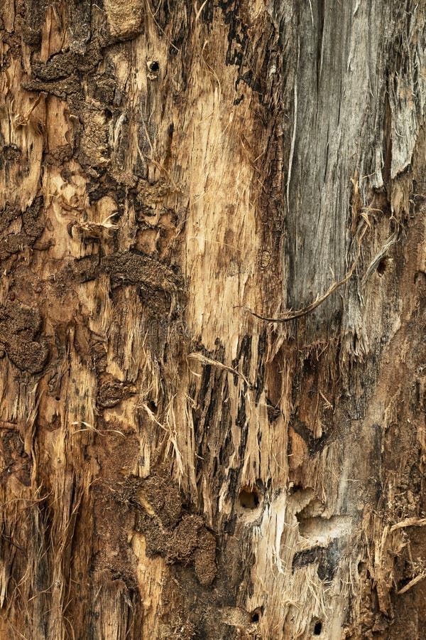 Bark of a Tree. Abstract Pattern with Texture Dark Tree Bark. Grunge ...
