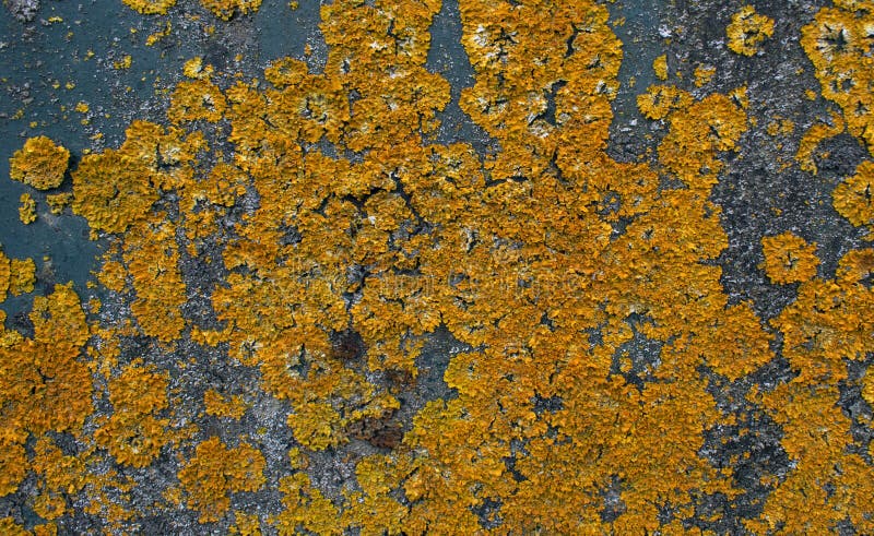 Rustic Pattern on a Ply Metal Sheet Stock Image - Image of backdrop ...