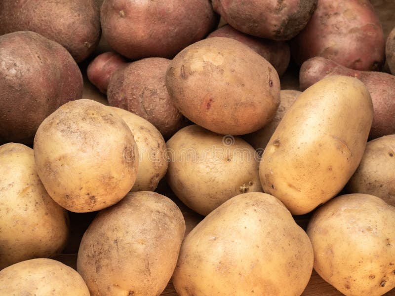 Rustic Potatoes. Vegetables from Farmhouse Field is Lying in Bulk ...