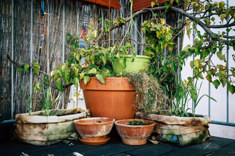 Rustic Pots and Planters in Urban Garden Stock Image - Image of ...