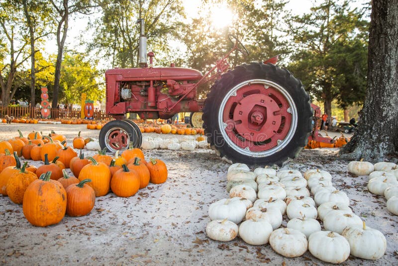 Rustic Pumpkin Patch with Orange Pumpkins on the Ground in Autumn with ...