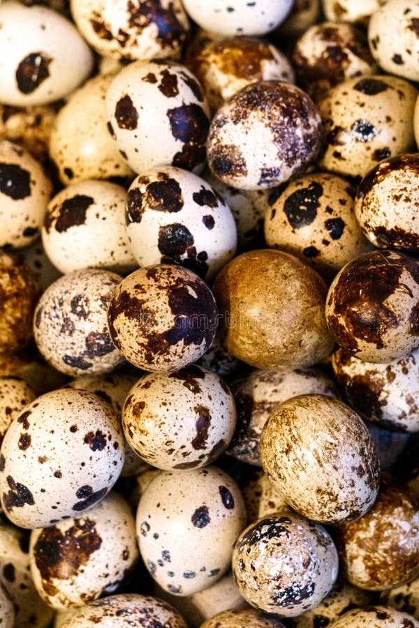 Rustic Quail Eggs Close-up in a Paper Tray Stock Image - Image of close ...