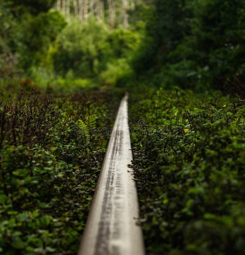Rustic Railway Track Amidst Lush Woodland Scenery Stock Image - Image ...