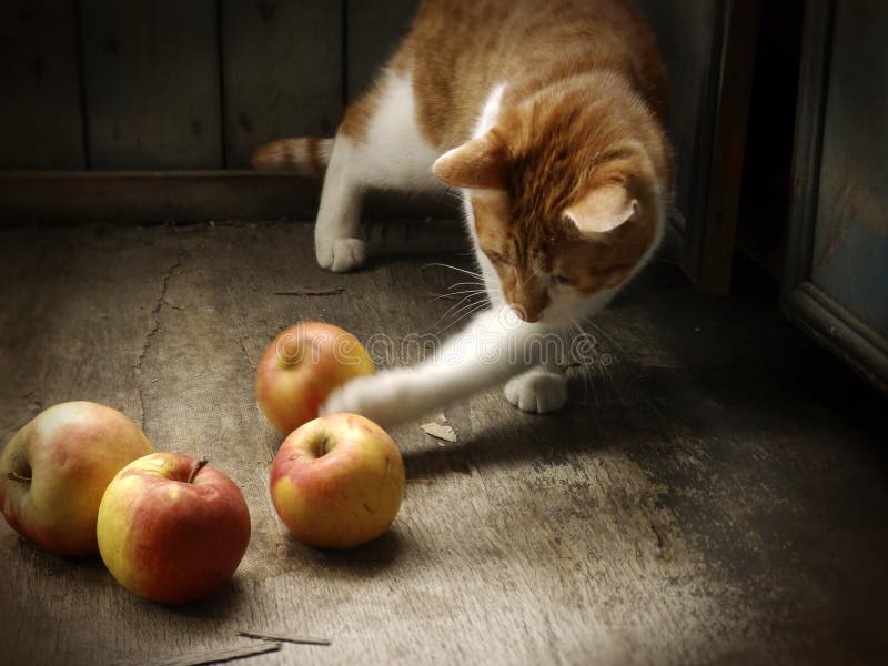 Rustic red cat and apples stock image. Image of apples - 56304981
