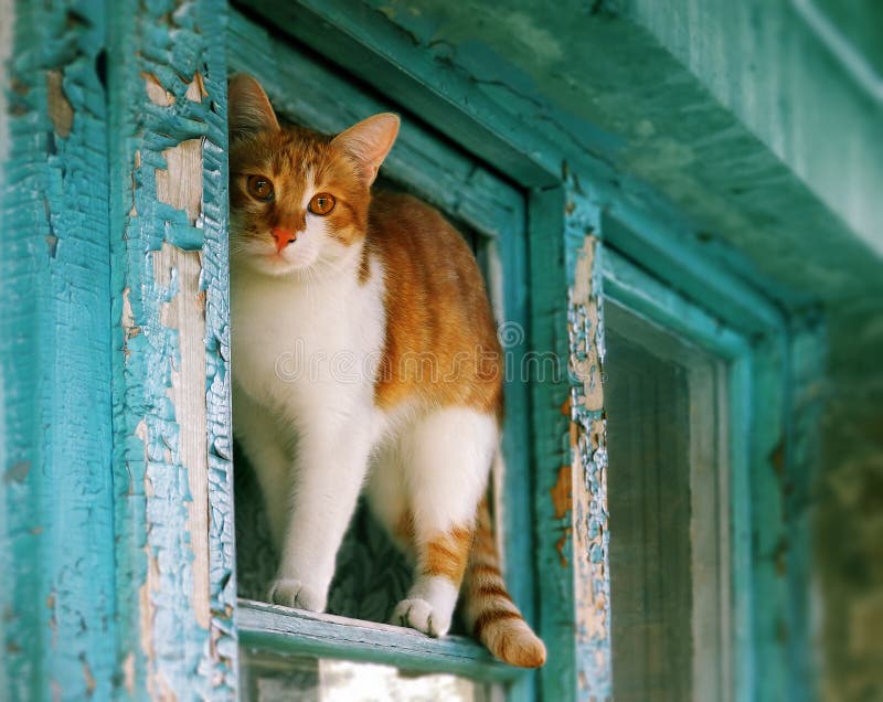 Rustic Red Cat at Green Background, Cat Face Profile Stock Photo ...
