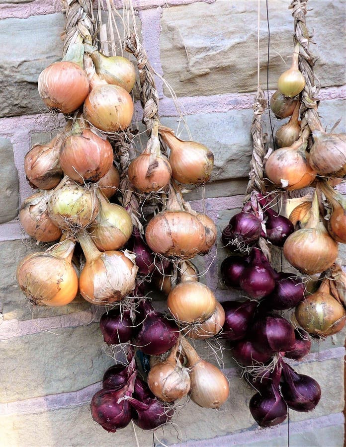 Strings of Red Onions stock image. Image of food, skin - 21898335