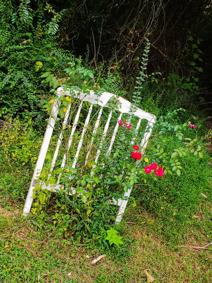 Rustic Roses stock image. Image of garden, rustic, roses - 126410209