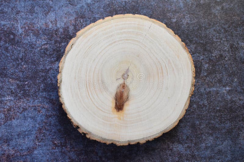 Rustic Pine Wood Round Cut Tree Stump Stock Photo - Image of object ...