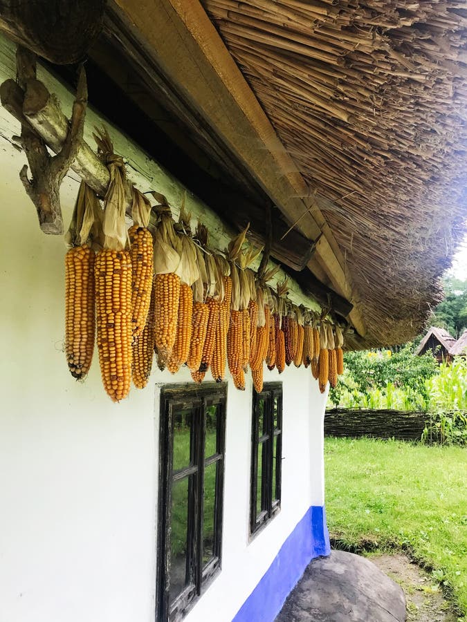 Rustic Rural House with Corn Hanging Under Thatched Roof Stock Photo ...