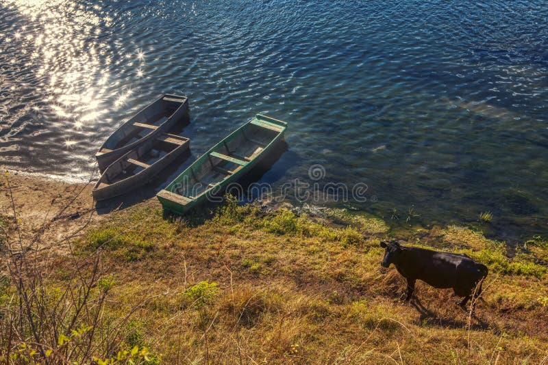 Cows and boats stock photo. Image of rivere, beach, tourism - 134378574