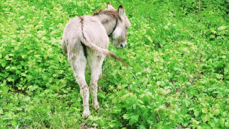 Rustic Scene of a Grey Donkey Grazing on a Lush Green Field, Evoking ...