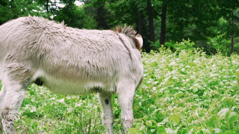 Rustic Scene of a Grey Donkey Grazing on a Lush Green Field, Evoking ...