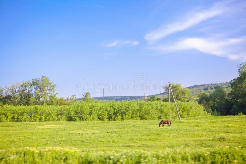 Rustic Scenery and Blue Sky Stock Image - Image of animal, green: 130076939