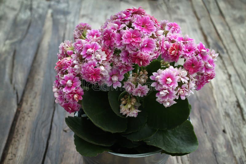 Rustic Pink Flowers stock image. Image of bouquet, fresh - 125718423