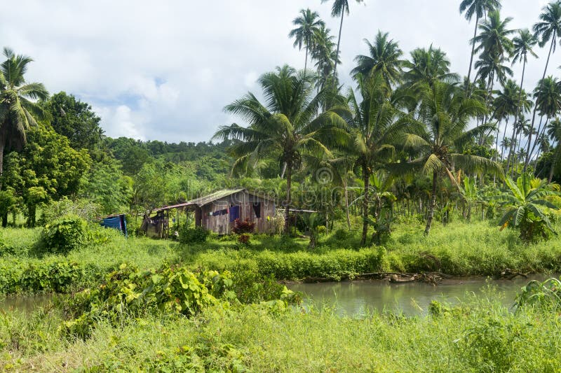 Rustic shack in jungle stock image. Image of lush, outdoors - 37983455