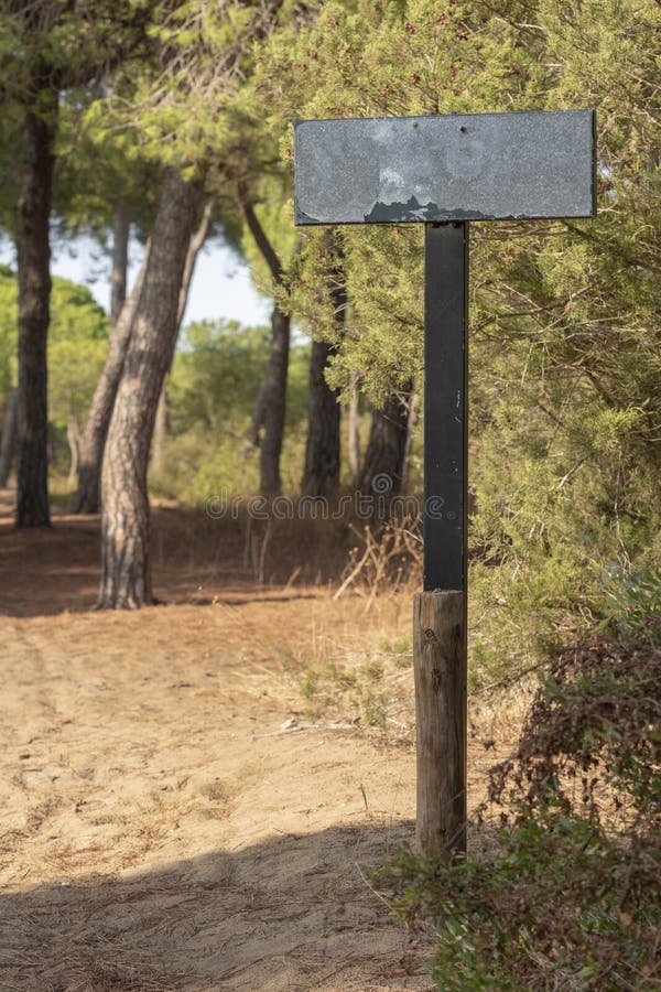 Rustic Sign Post for Advertising in a Pine Forest. Stock Photo - Image ...