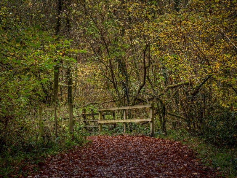 Rustic Small Bridge in the Woods in North Devon, England. Autumn. Stock ...