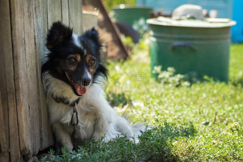 Rustic small dog stock image. Image of cute, domestic - 100276979
