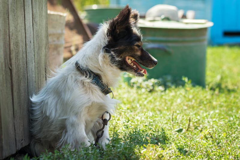 Rustic small dog stock photo. Image of wood, breed, happy - 99748500