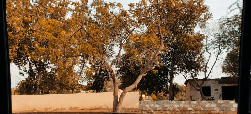 Rustic Splendor: the Autumn Tree of the Village Stock Photo - Image of ...