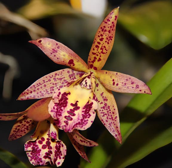 Spotted Orchid Hybrid Bc. Rustic Spots in Bloom. Stock Photo - Image of ...