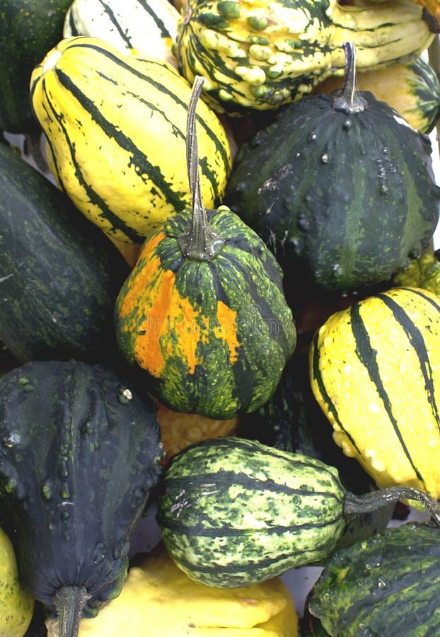 Rustic squash background stock image. Image of frame - 46717759