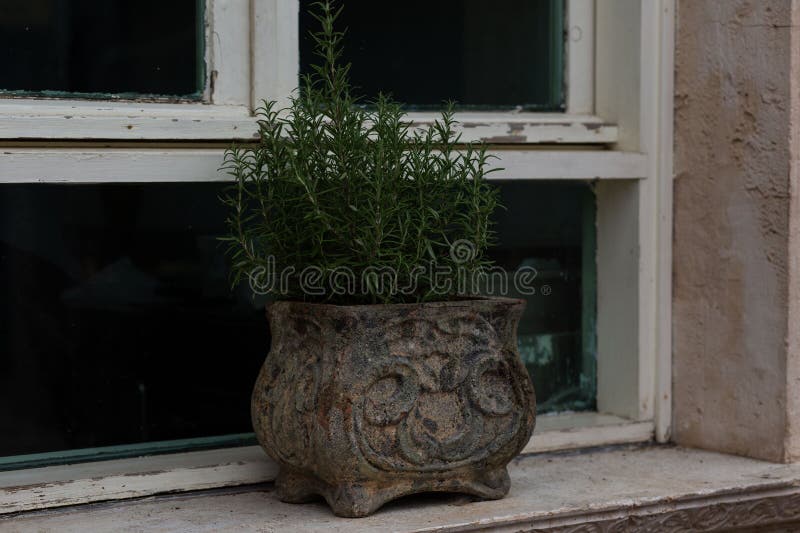 Rustic Stone Pot with Rosemary Herb on Windowsill, Aged Window Frame ...