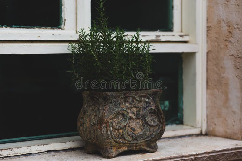 Rustic Stone Pot with Rosemary Herb on Windowsill, Aged Window Frame ...