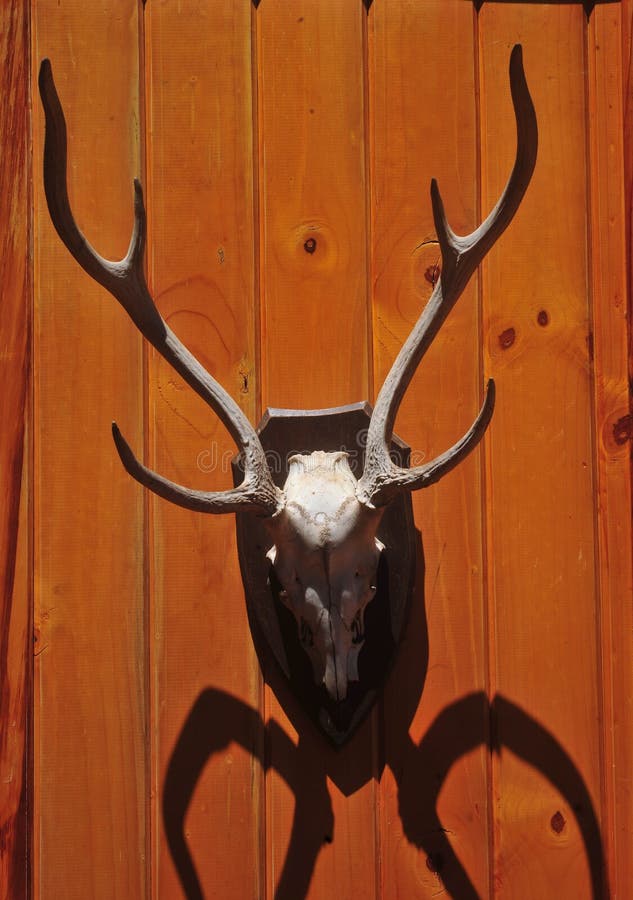 Rustic Stuffed Taxidermy Deer Head Wall Decoration Stock Photo - Image ...