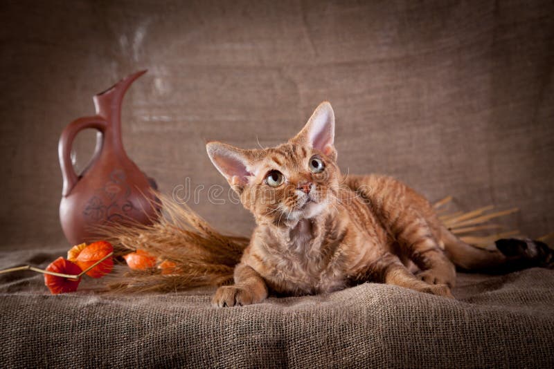 Rustic style cat stock image. Image of domestic, kitten - 44572007