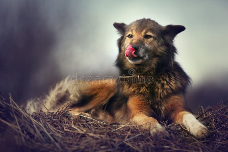 Rustic style a dog asleep stock photo. Image of beautiful - 45560294