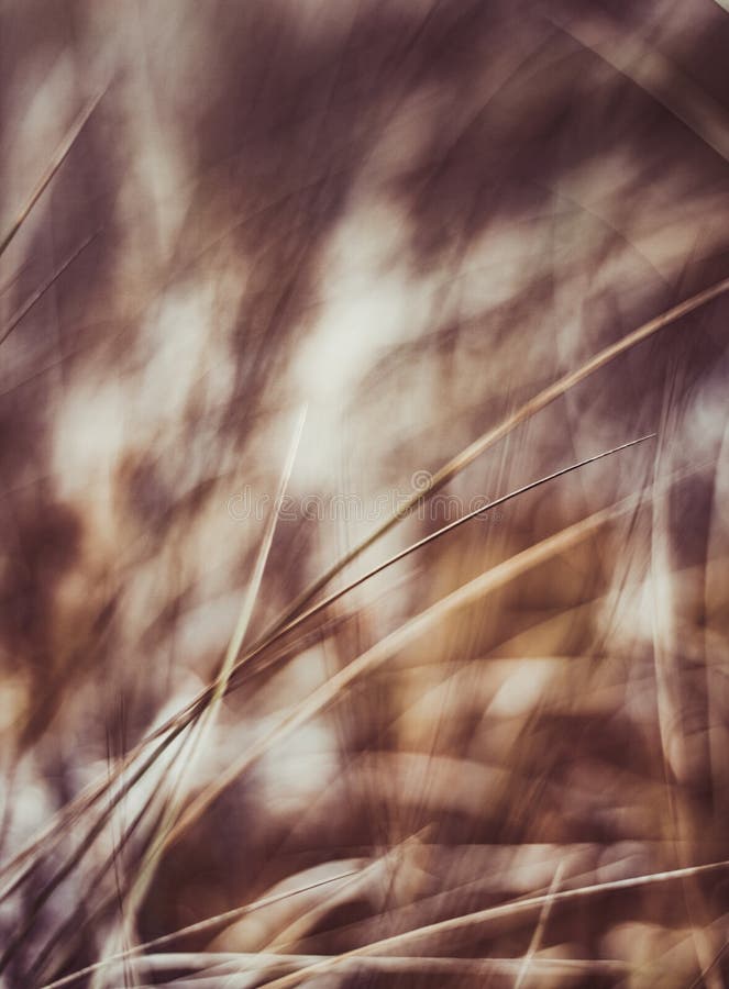 Rustic summer field stock image. Image of nature, outdoors - 142417855