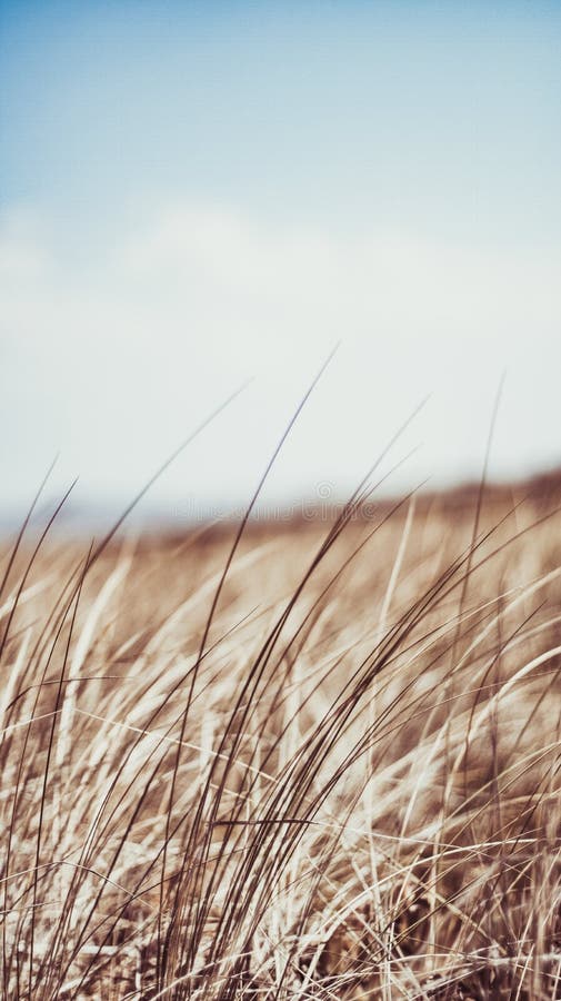 Rustic summer field stock image. Image of people, outdoors - 142760187