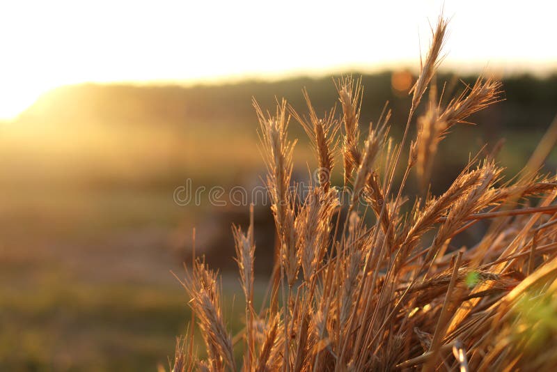 Rustic summer landscape stock image. Image of haystack - 132333391