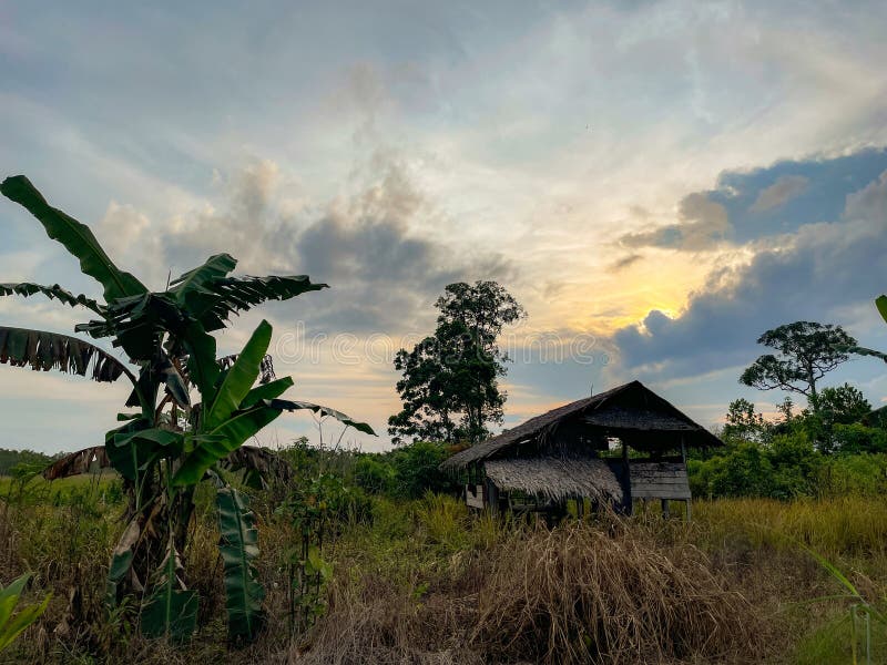 Rustic Thatched Hut in Overgrown Field with Dramatic Sky Stock Image ...