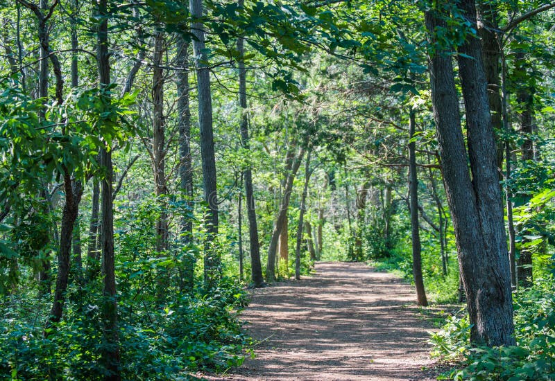 Rustic Trail through Lush Forest in Massachusetts Stock Photo - Image ...