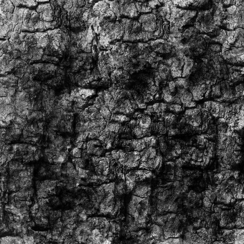 Rustic Tree Bark Texture Background Stock Image - Image of trunk ...