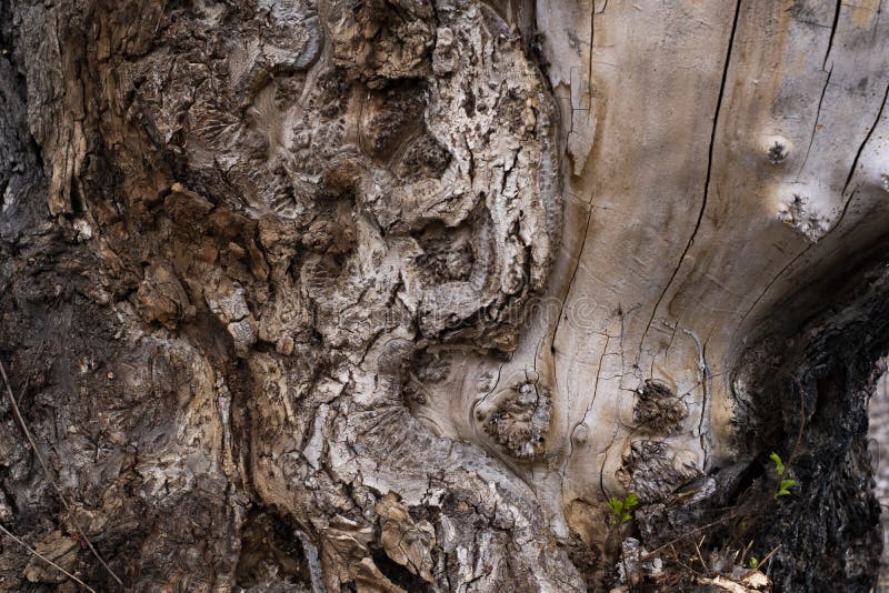 Rustic Tree Bark Texture Background Stock Image - Image of rugged ...