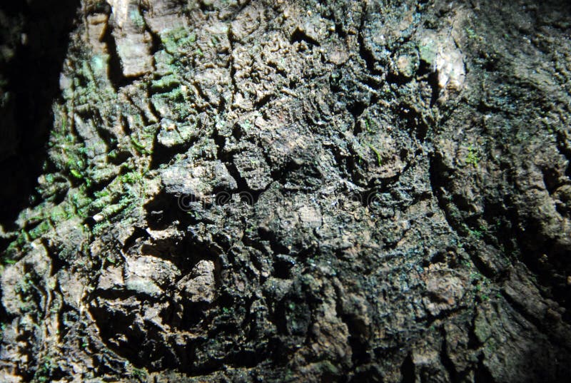 Rustic Tree Wood for Texture Background Use with Copy Space Stock Image ...