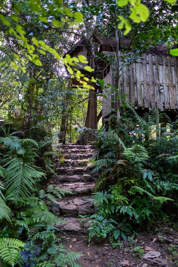 Rustic Treehouse in Lush Forest Stock Image - Image of structure ...