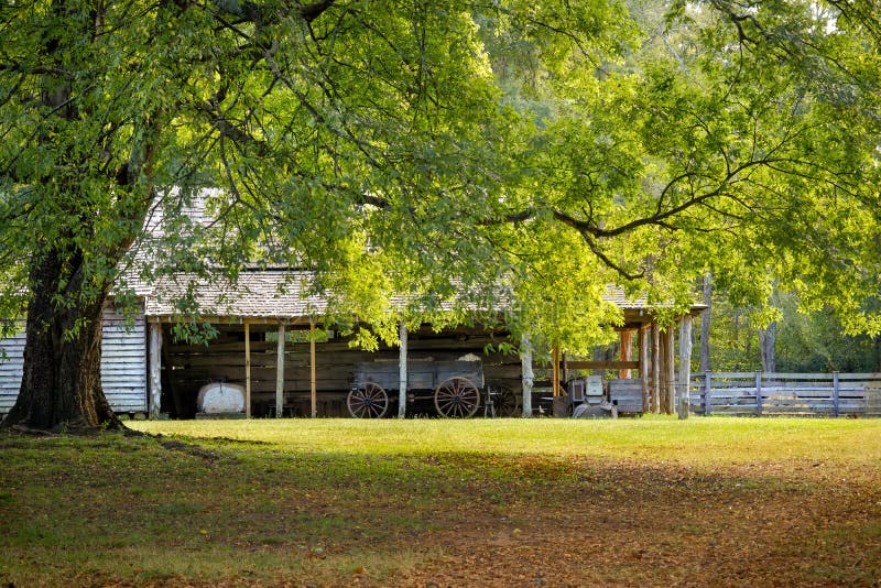 Rustic Wagon and Majestic Tree, Farm Yard. Stock Image - Image of green ...