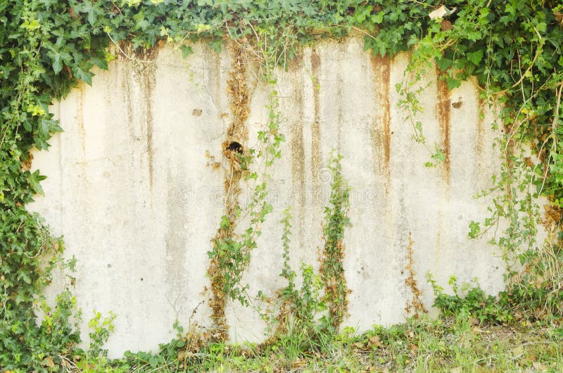 Rustic Wall Surrounded by Green Leaves Stock Photo - Image of retro ...